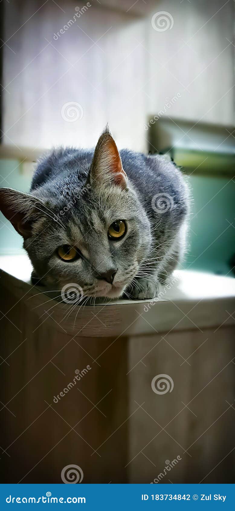 Beautiful Grey Cat in the Kitchen Stock Photo - Image of teeth, shot ...