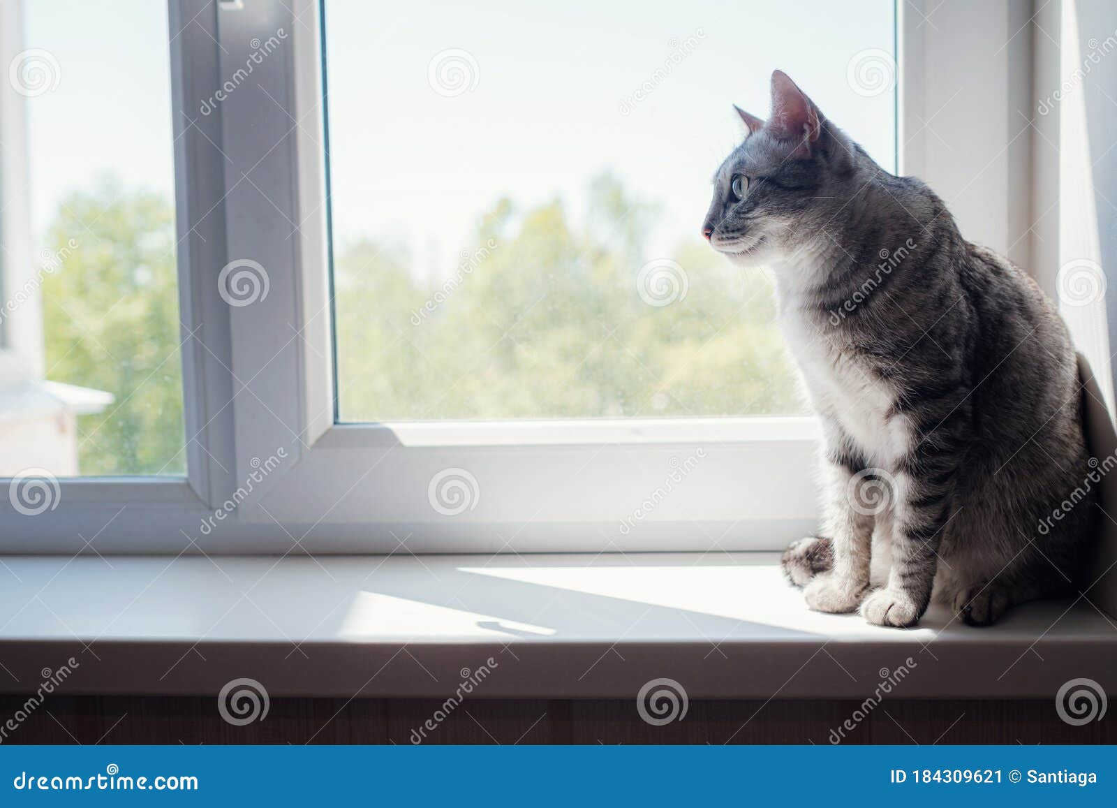 Beautiful Grey Cat Sitting on Windowsill and Looking To a Window Stock ...