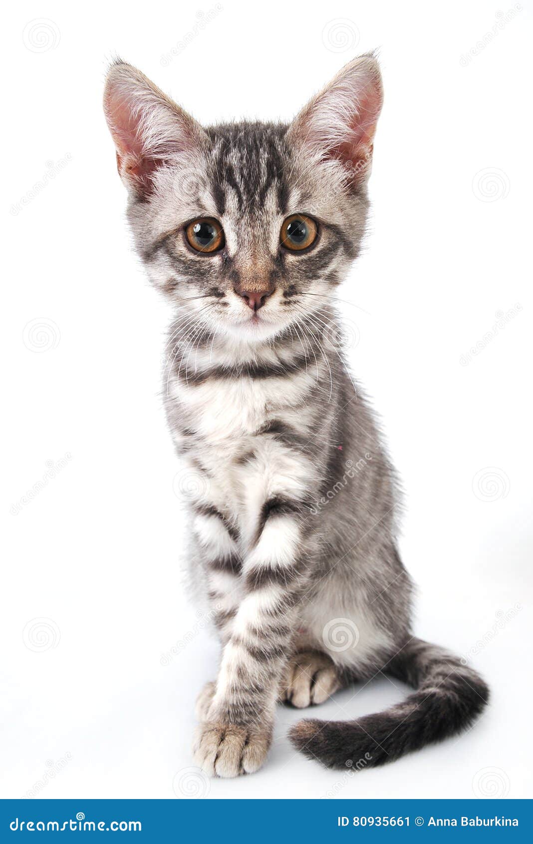 Beautiful grey cat stock image. Image of playful, full - 80935661