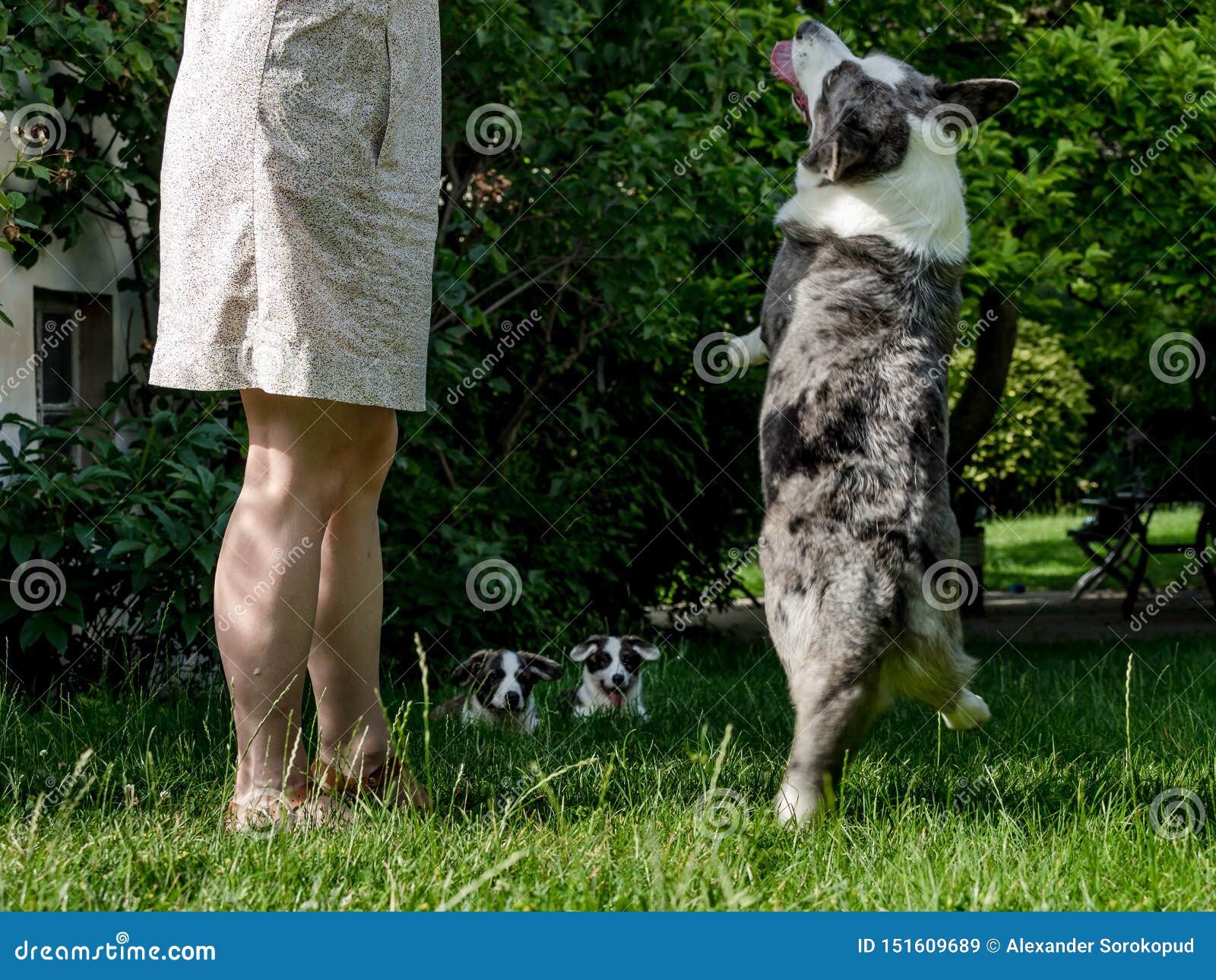 Beautiful Grey Corgi Dog with Different Colored Eyes Jumping Stock ...