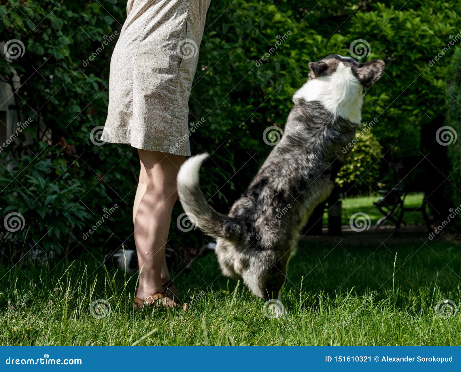 Beautiful Grey Corgi Dog with Different Colored Eyes Jumping Stock ...