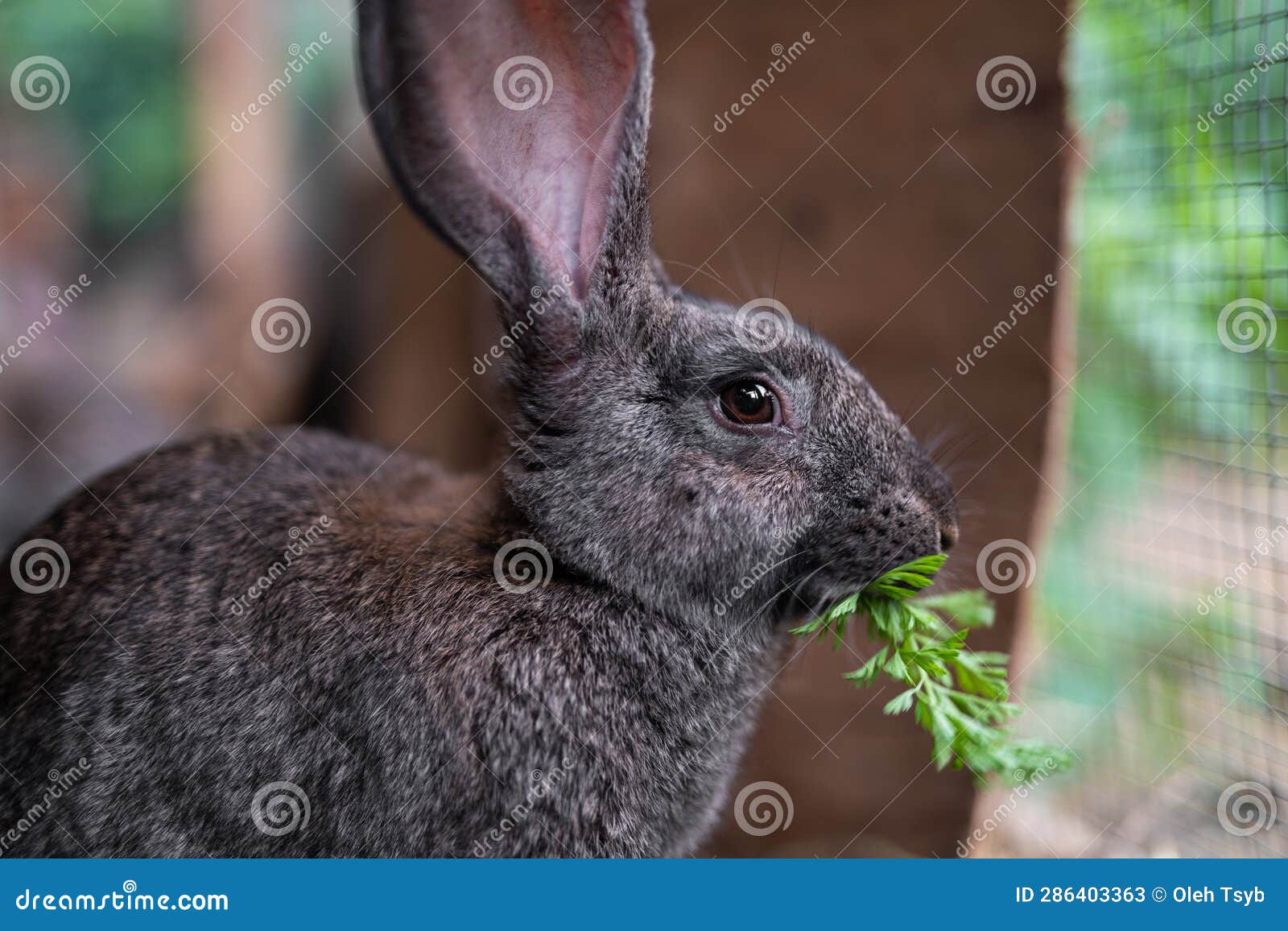 A Beautiful Grey Domestic Rabbit is Grazing and Walking in the ...