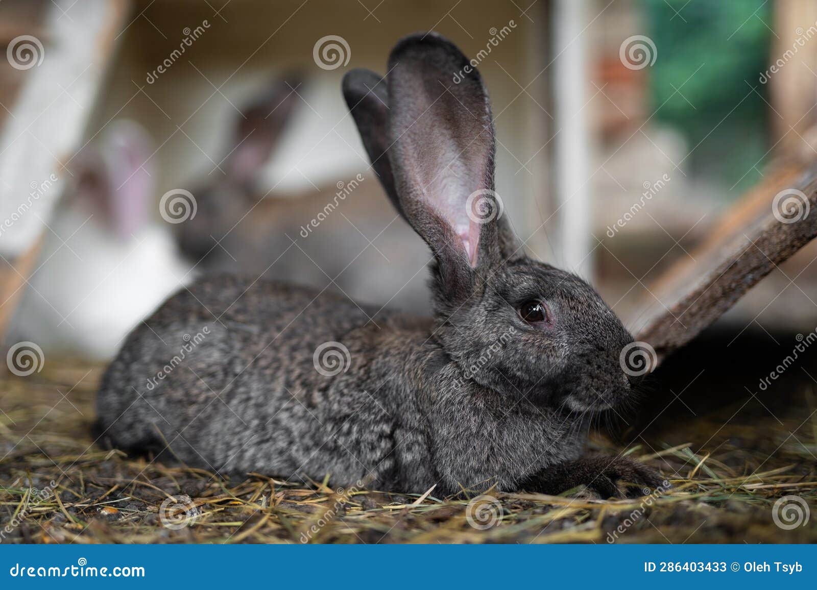 A Beautiful Grey Domestic Rabbit is Grazing and Walking in the ...