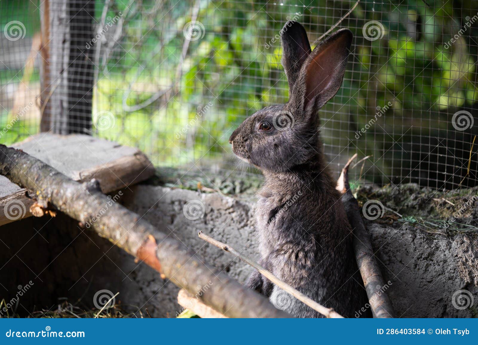 A Beautiful Grey Domestic Rabbit is Grazing and Walking in the ...