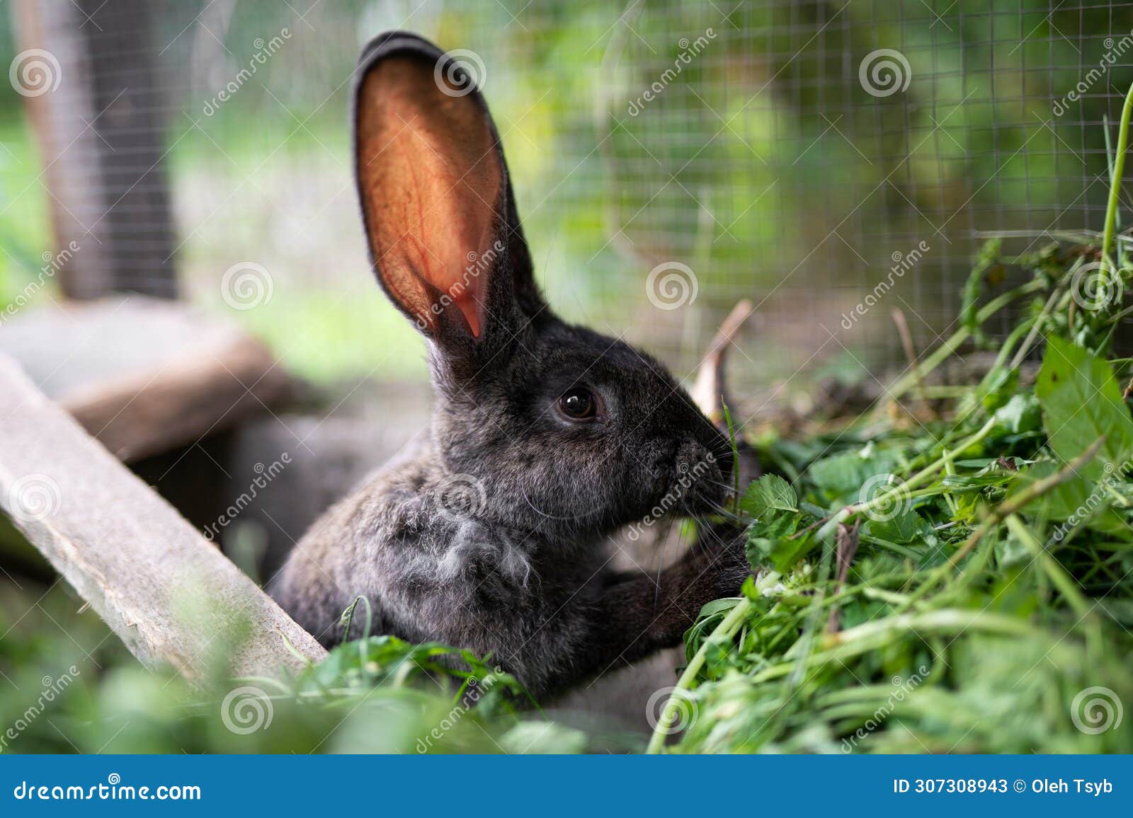 A Beautiful Grey Domestic Rabbit is Grazing and Walking in the ...