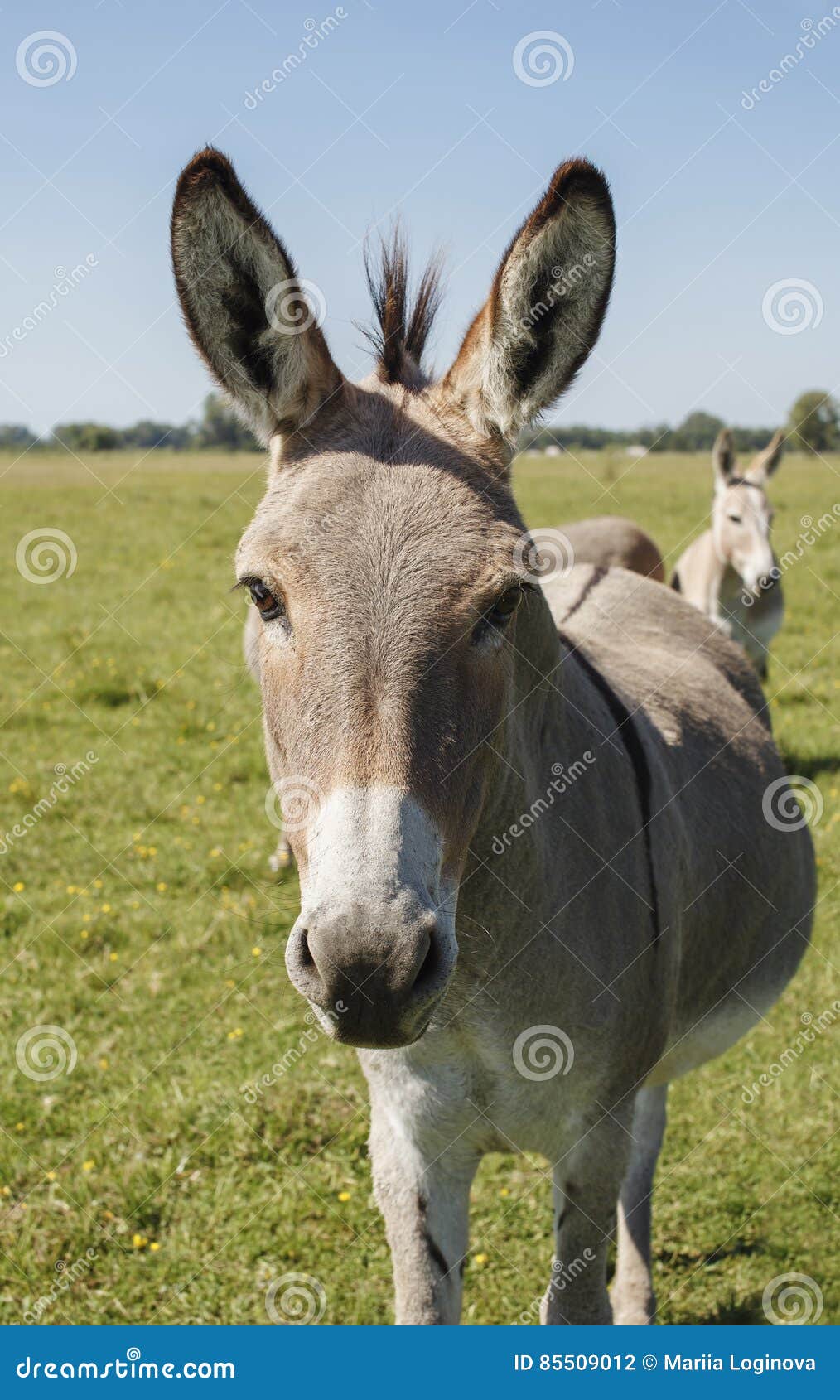 Beautiful Grey Donkey Looking at Camera Stock Photo - Image of donkey ...