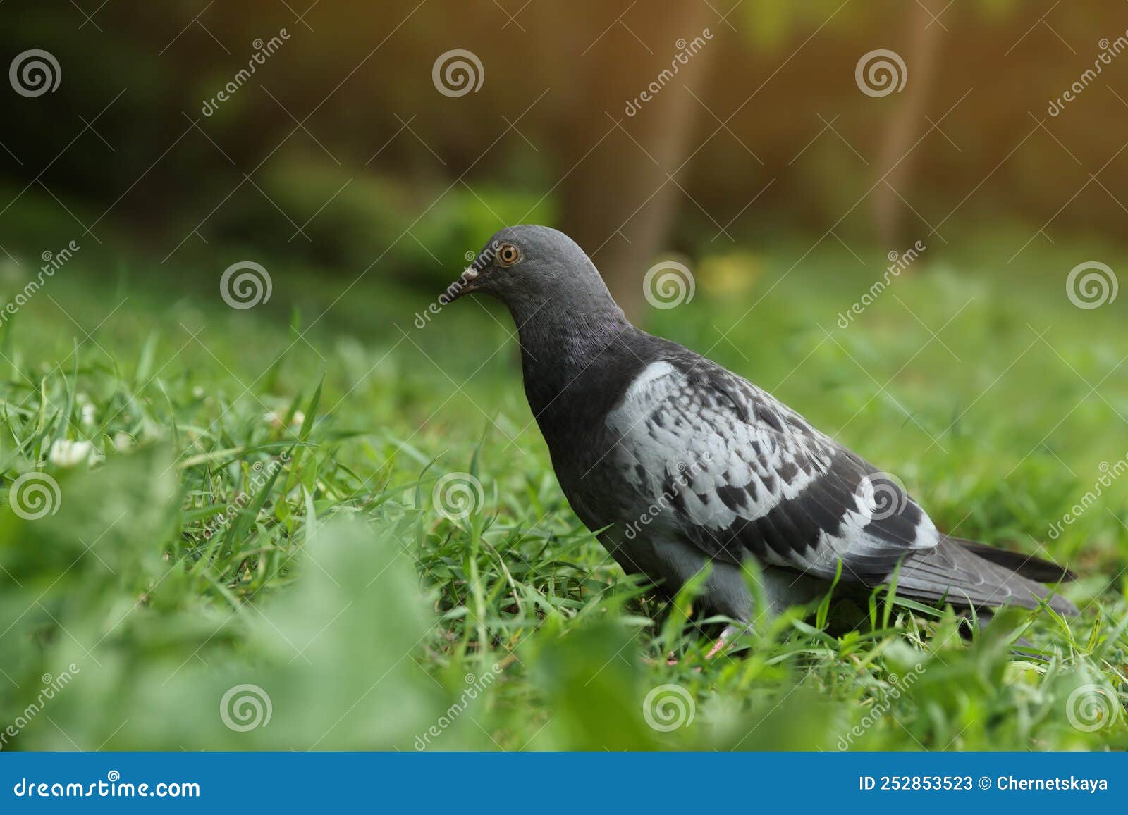 Beautiful Grey Dove on Green Grass Outdoors Stock Image - Image of ...