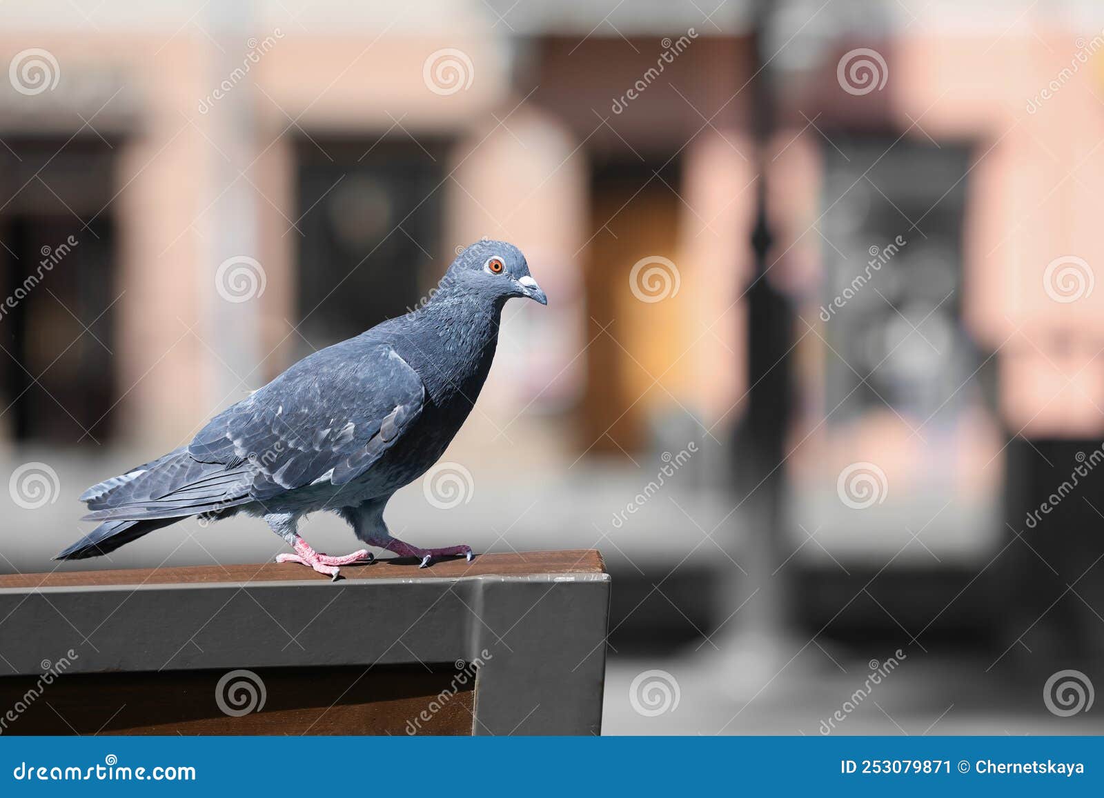 Beautiful Grey Dove on Stand Outdoors, Space for Text Stock Image ...