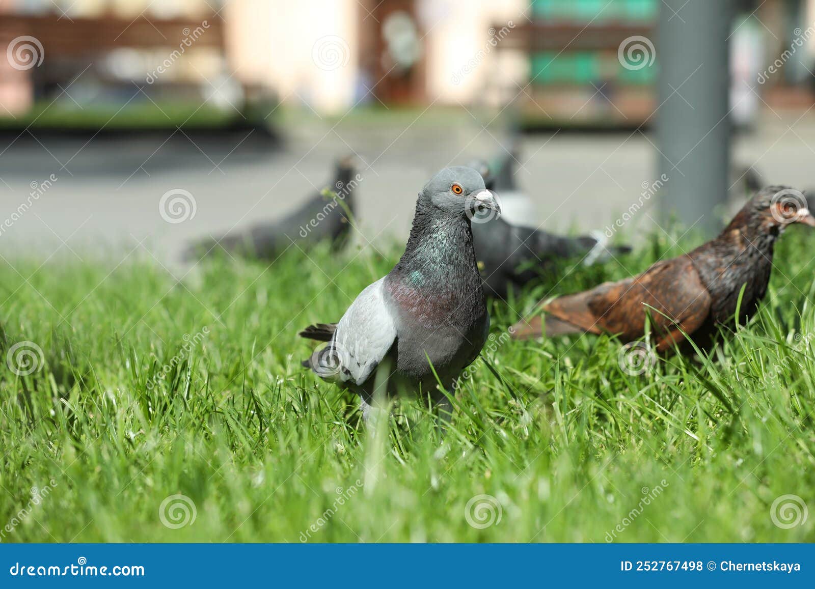Beautiful Grey Doves on Green Grass Outdoors Stock Photo - Image of ...