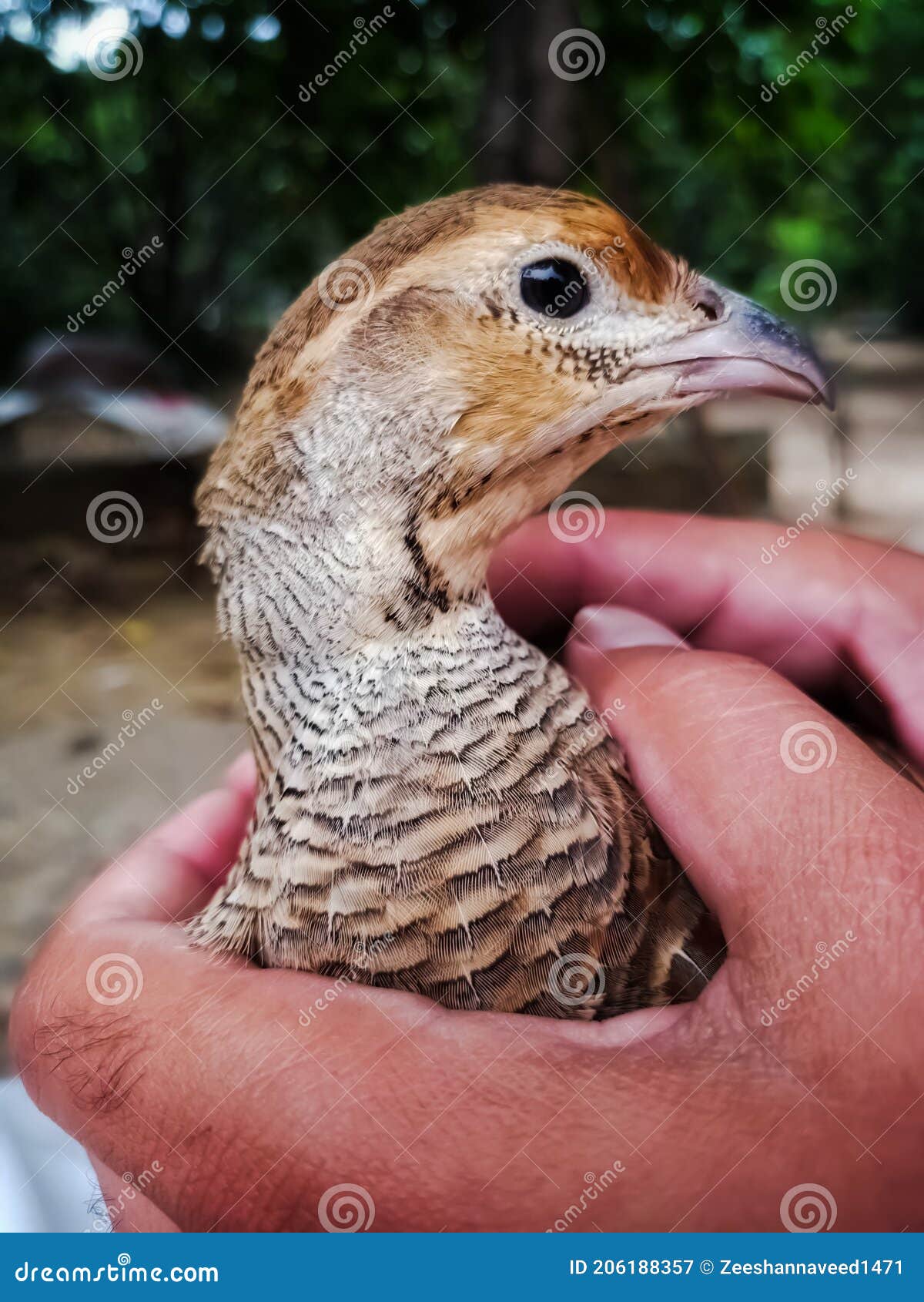 Francolin stock image. Image of hand, small, patridge - 206188357