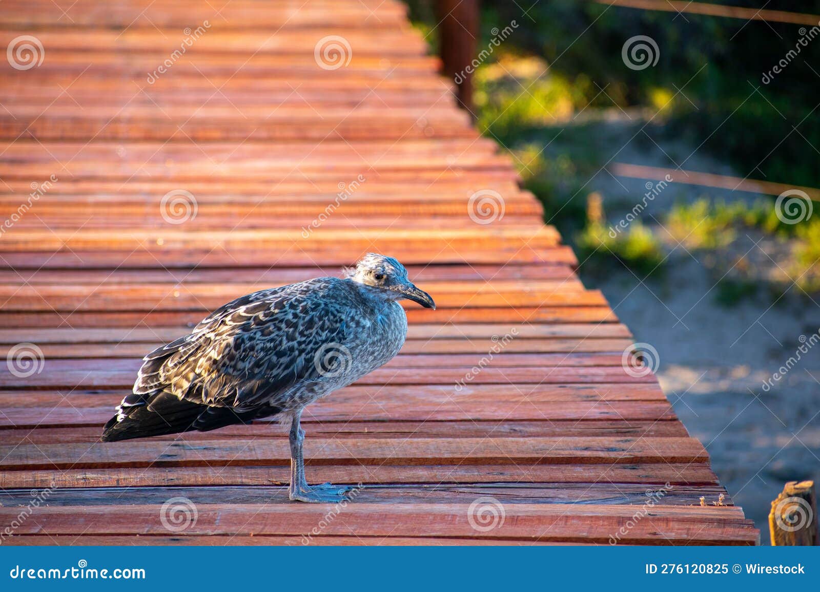Beautiful Grey Gull Bird Perched on a Wooden Dock Stock Image - Image ...