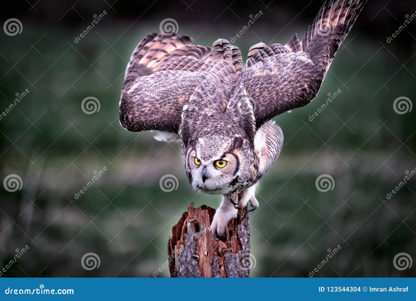A Beautiful Grey Horned Owl Stock Photo - Image of chick, great: 123544304