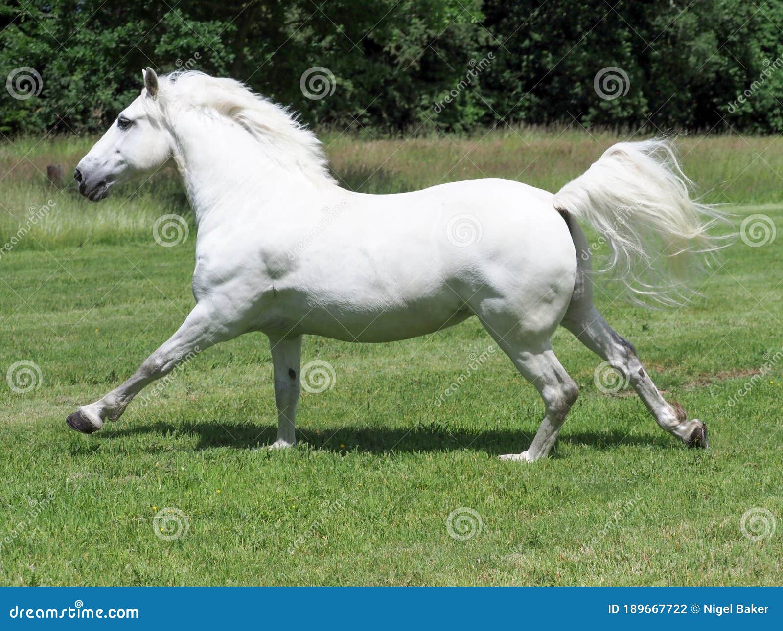 Beautiful Grey Horse stock photo. Image of beauty, alone - 189667722