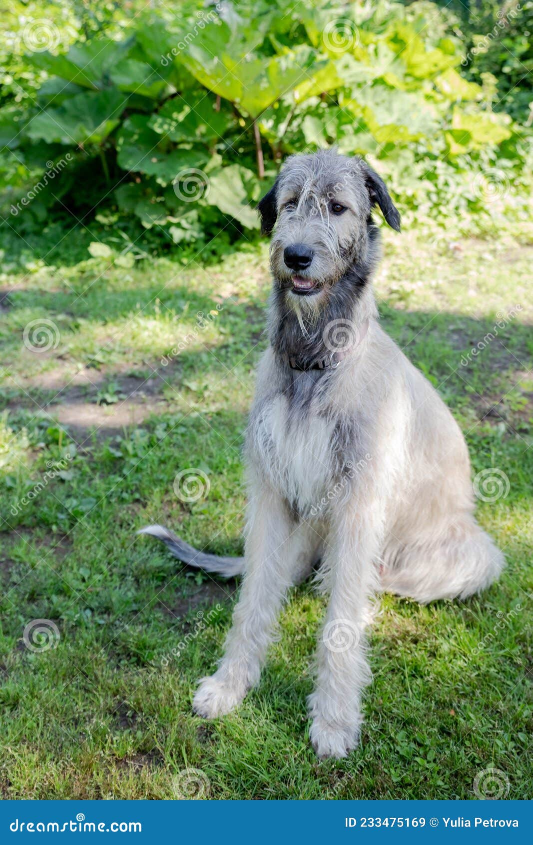 A Beautiful Beige Irish Wolfhound with Nice Expression in Head in a ...