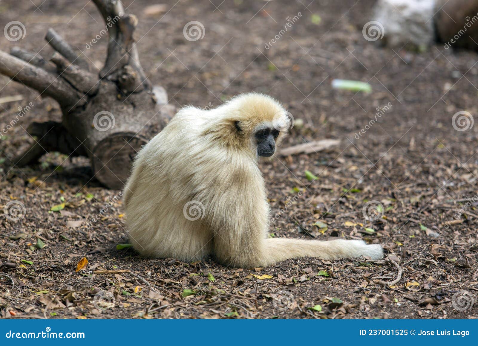 Grey Langur Monkey Lying on the Floor Stock Image - Image of hairy ...
