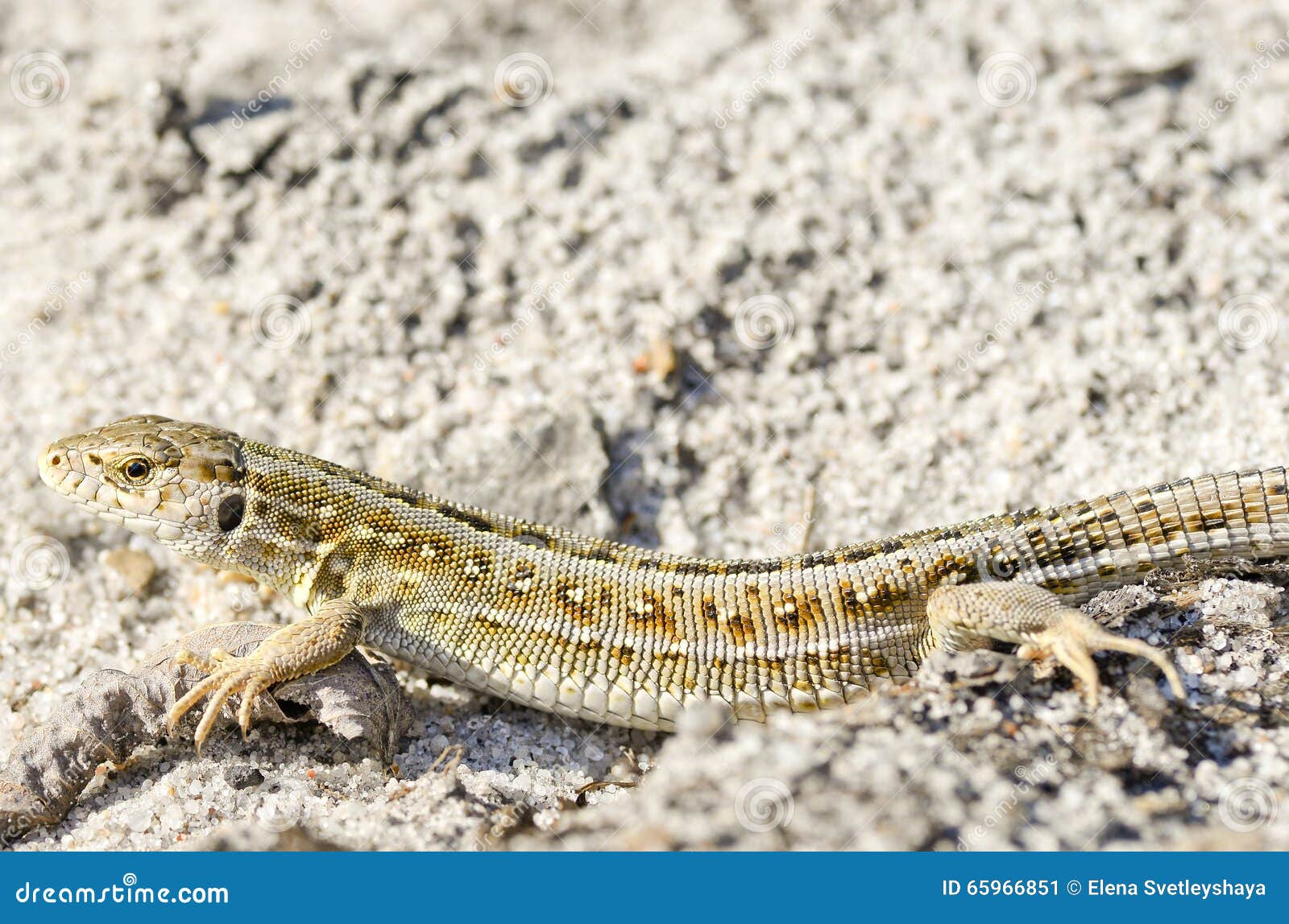 Beautiful grey lizard stock image. Image of natural, reptile - 65966851