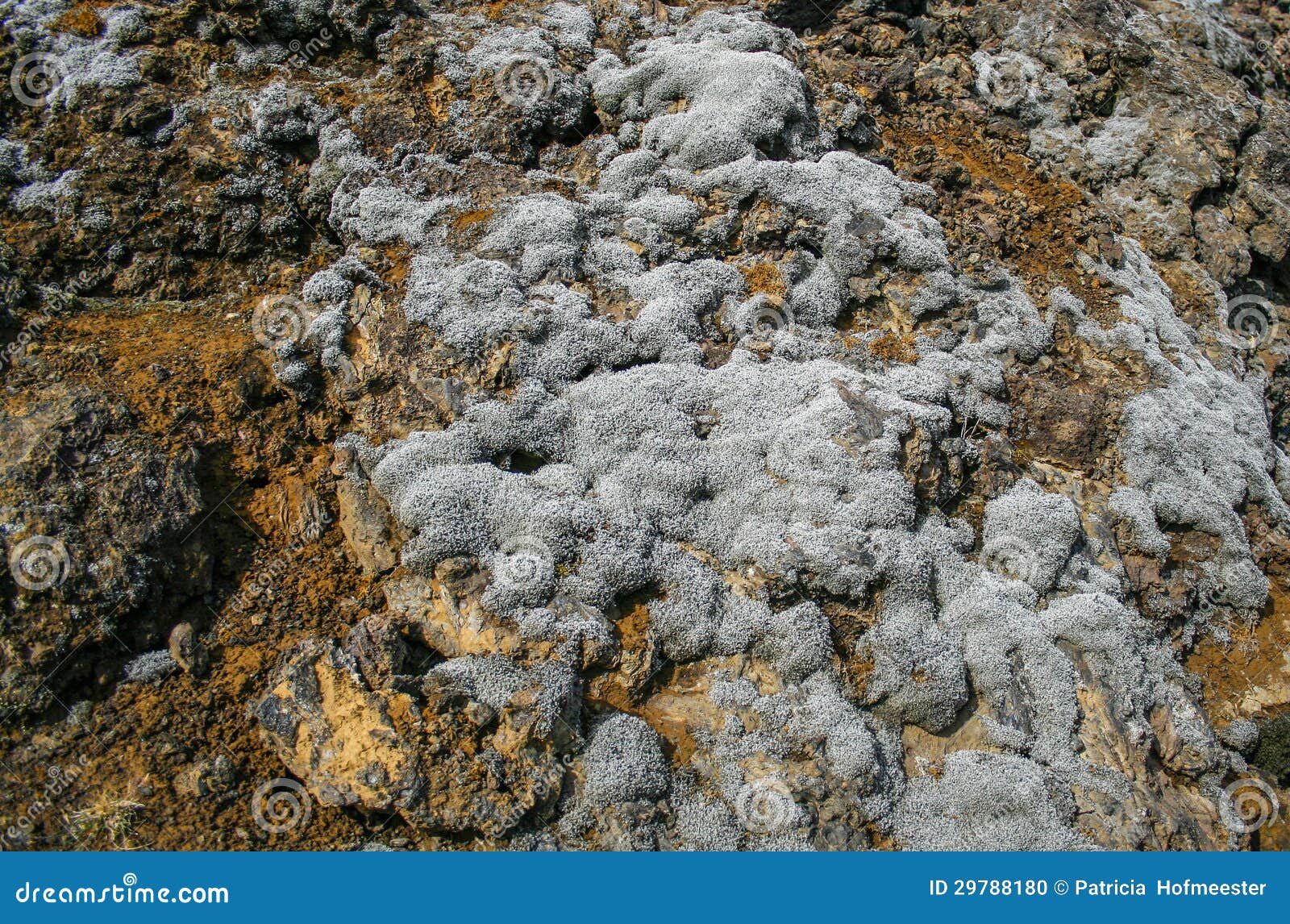 Grey moss stock photo. Image of colors, lawn, fresh, europe - 29788180