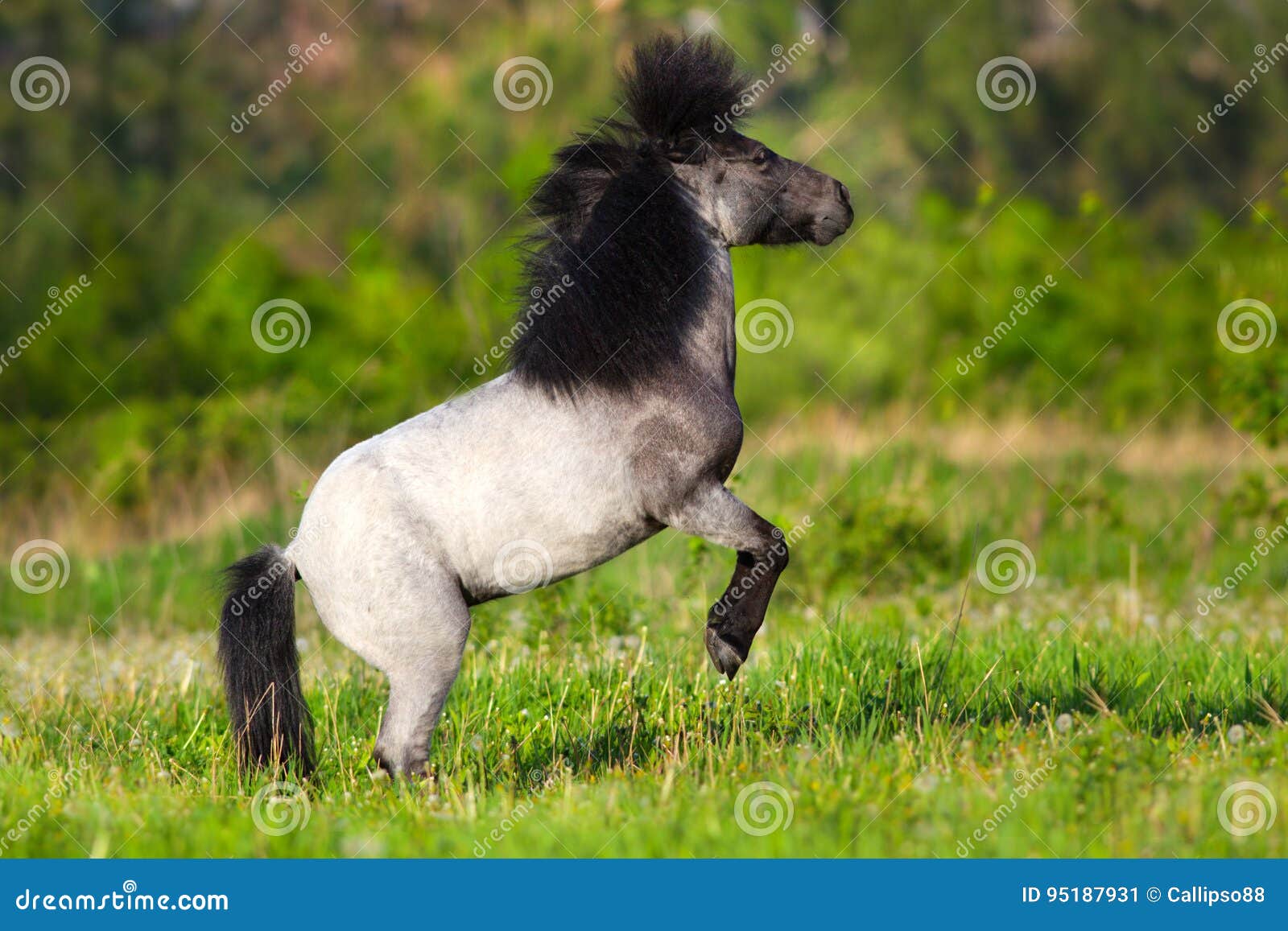 Beautiful grey pony stock image. Image of outdoor, breed - 95187931