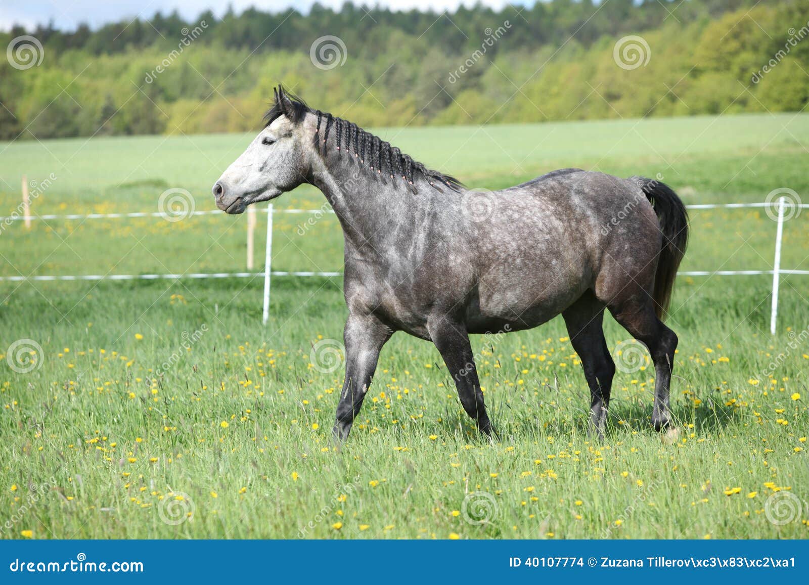 Beautiful Grey Running Horse in Pasturage Stock Photo - Image of moving ...