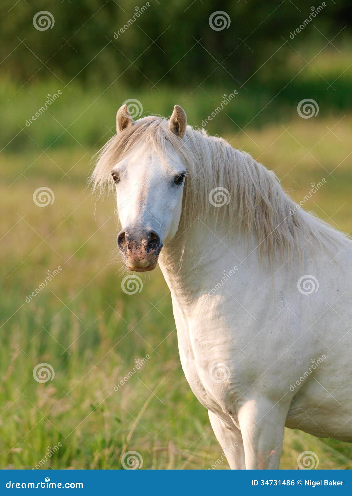 Beautiful Grey Stallion stock photo. Image of stallion - 34731486