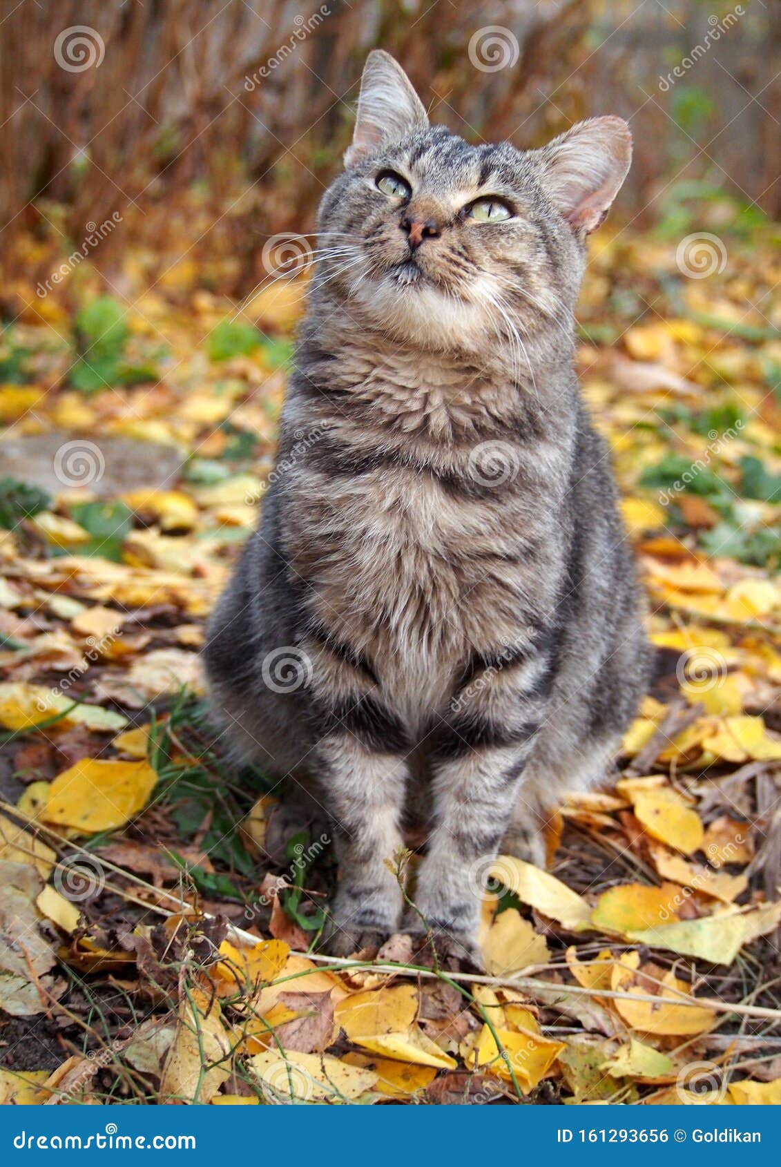 Beautiful Grey Tabby Cat Sitting on Autumn Leaves Stock Photo - Image ... Beautiful Grey Tabby Cat Sitting on Autumn Leaves Stock Photo - Image ...