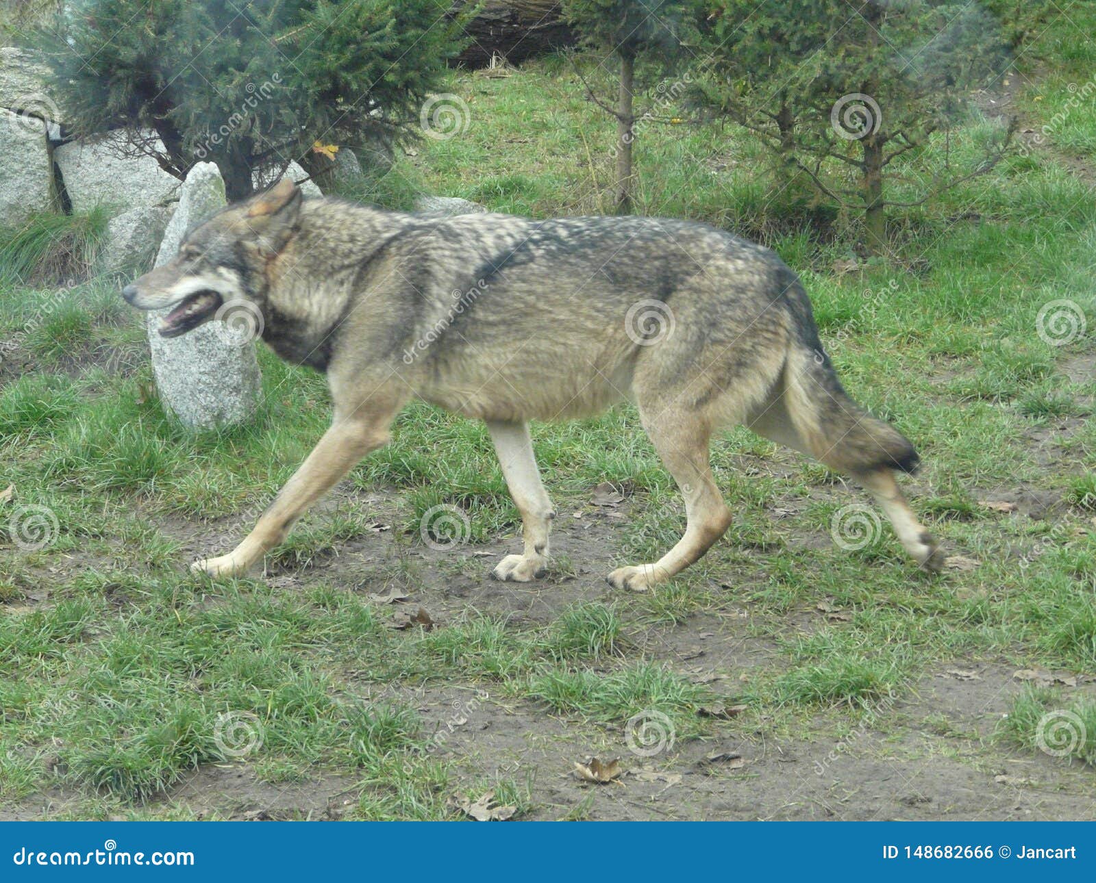 Beautiful Grey Wolf [ Canis Lupus ] Stock Photo - Image of canis ...