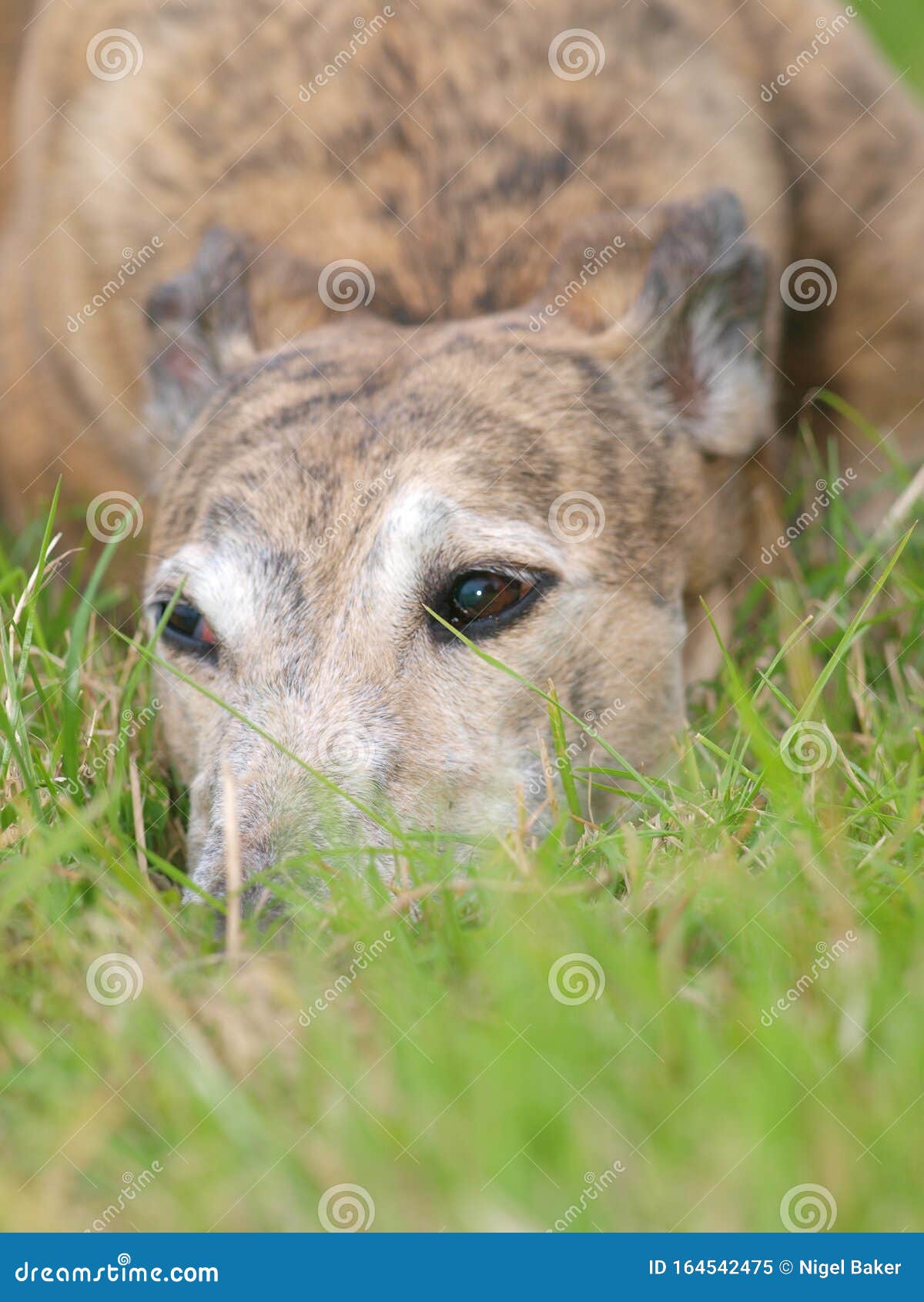 Beautiful Greyhound stock image. Image of friend, greyhound - 164542475