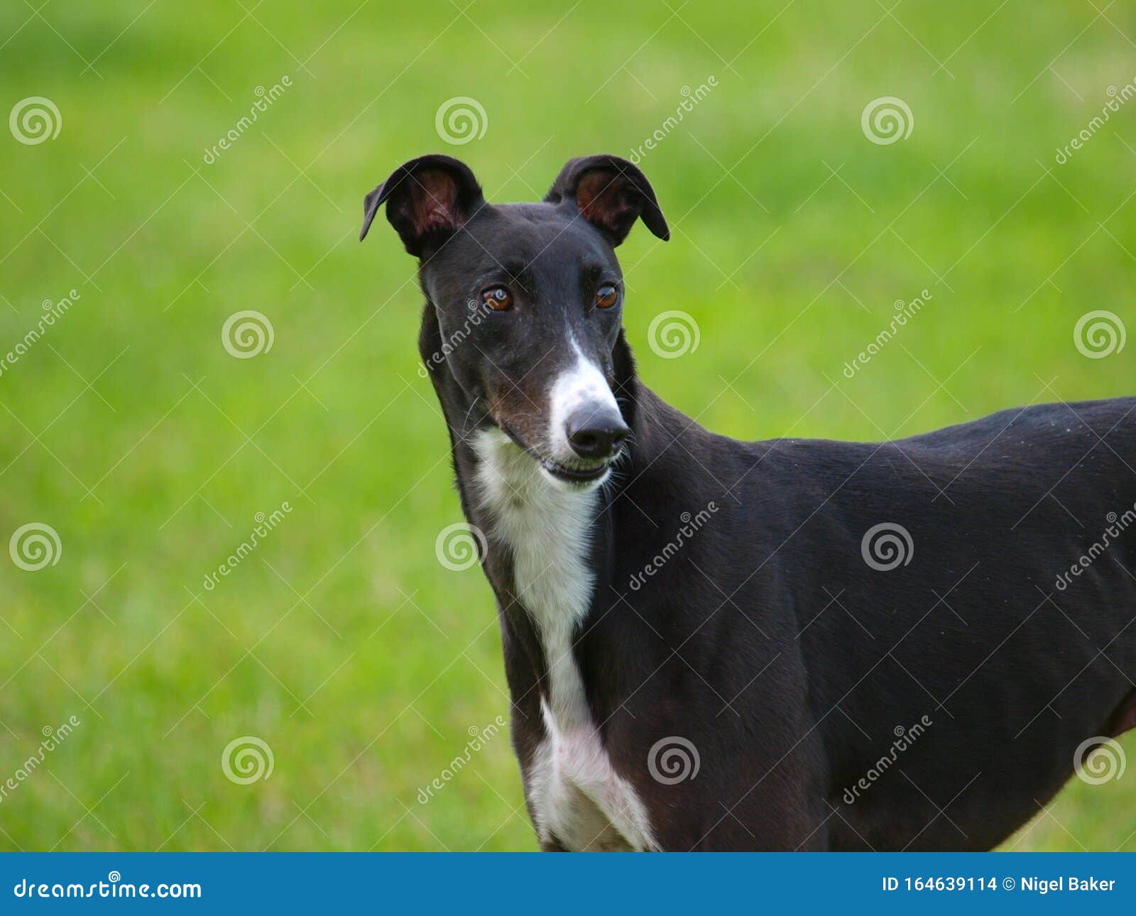 Beautiful Greyhound stock photo. Image of pets, playful - 164639114