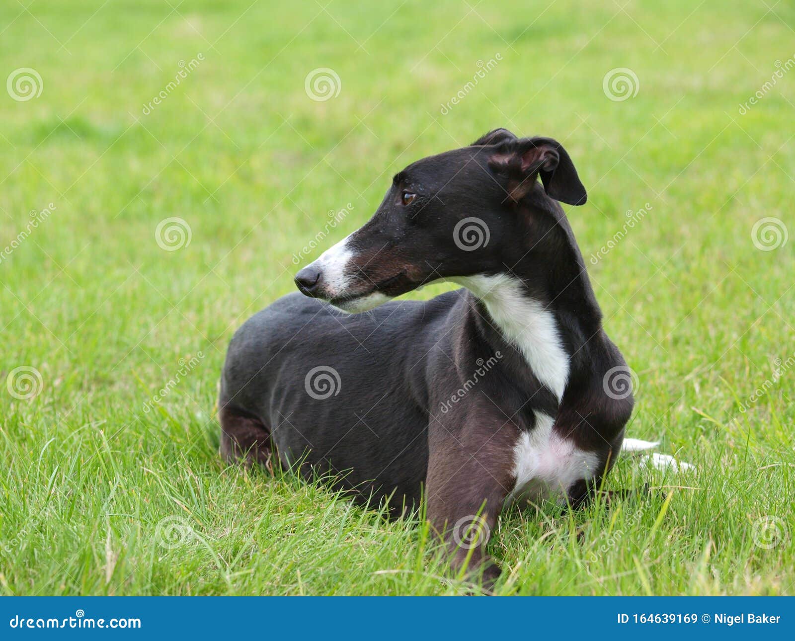 Beautiful Greyhound stock image. Image of cute, greyhound - 164639169