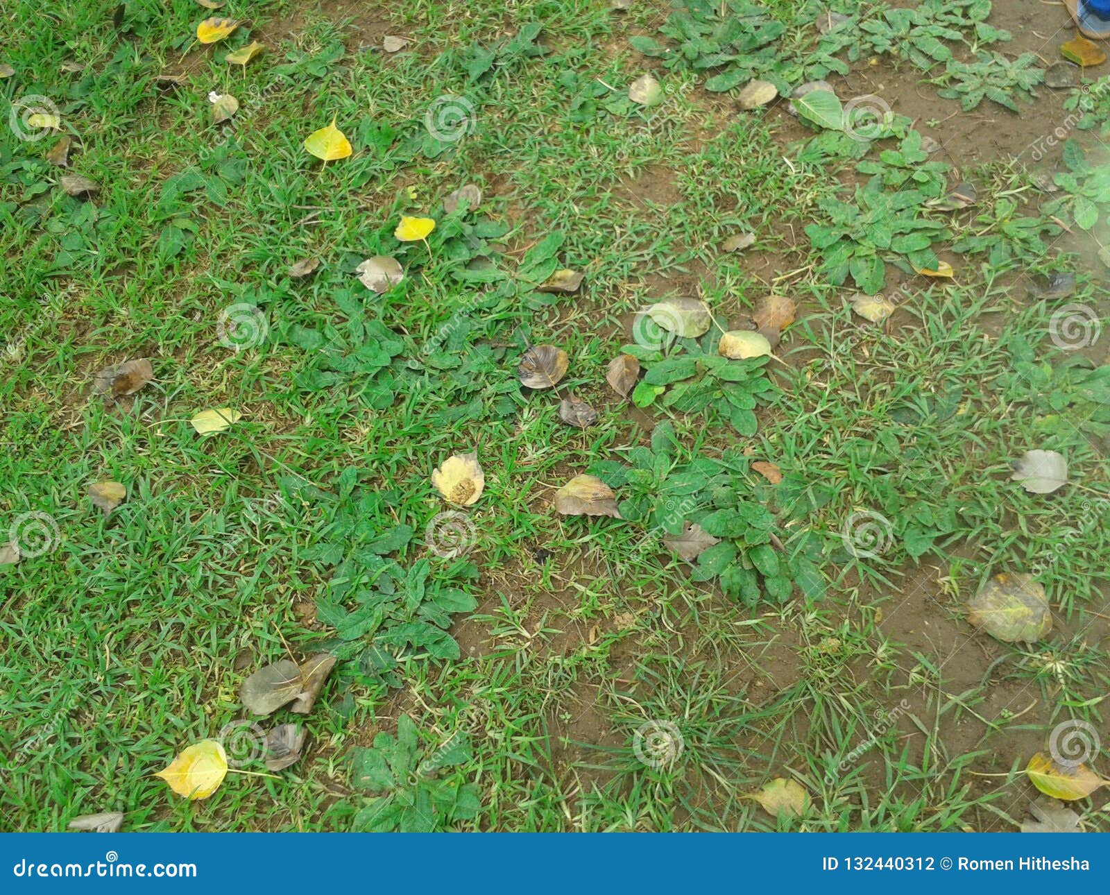 Beautiful ground stock photo. Image of leave, beautiful - 132440312