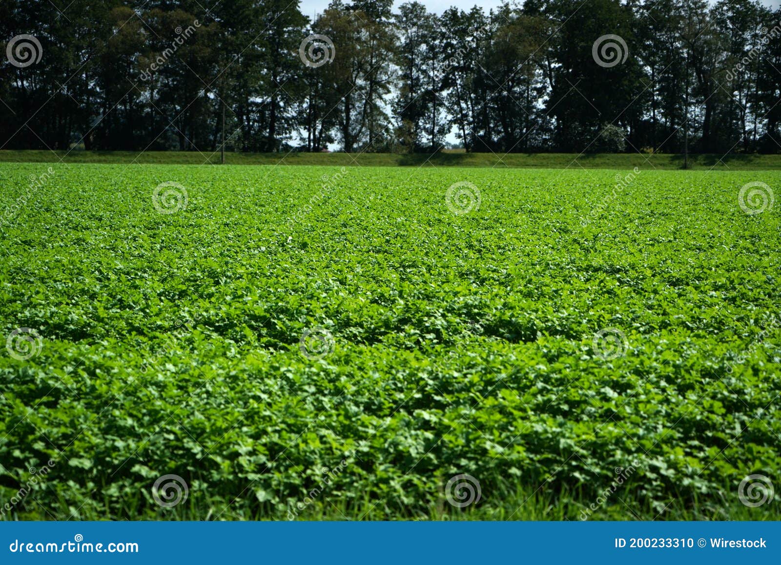 Beautiful Ground View Shot of a Grass Field Stock Photo - Image of ...