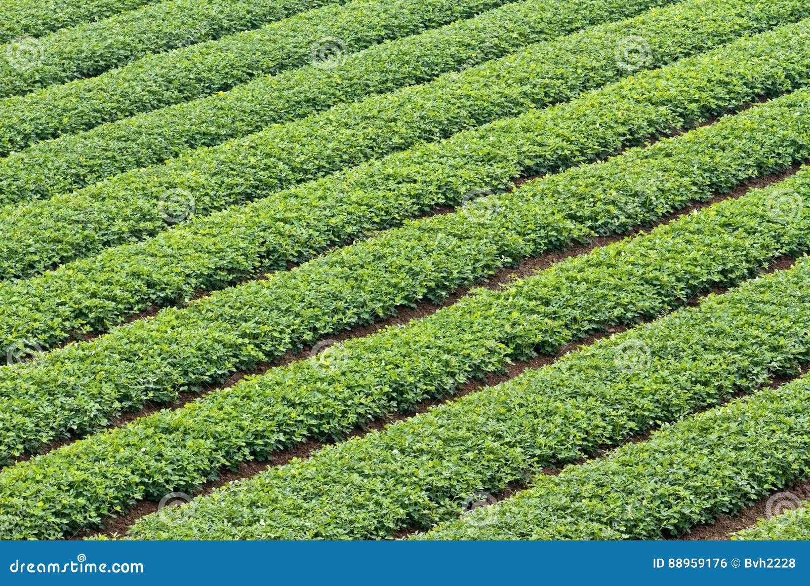 12,997 Groundnut Group Stock Photos - Free & Royalty-Free Stock Photos ...