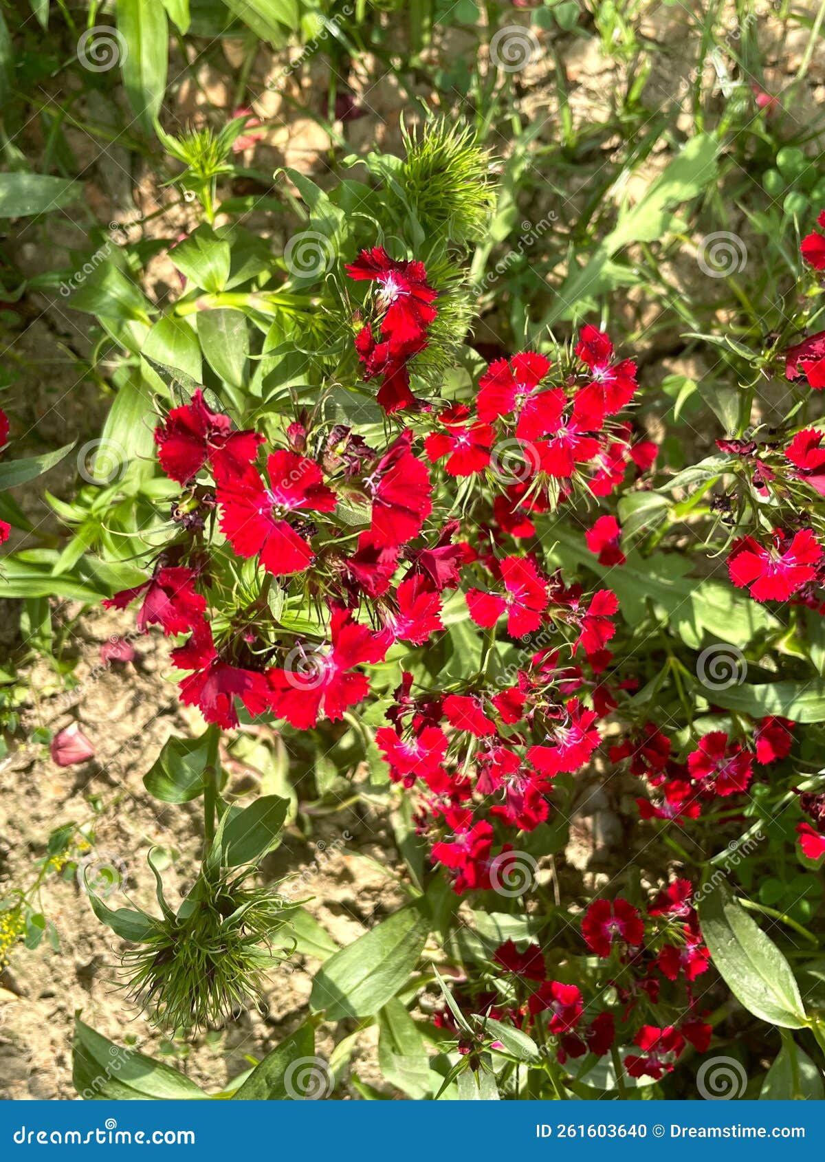 A Beautiful Group of Flower in the Color of Red Stock Photo - Image of ...