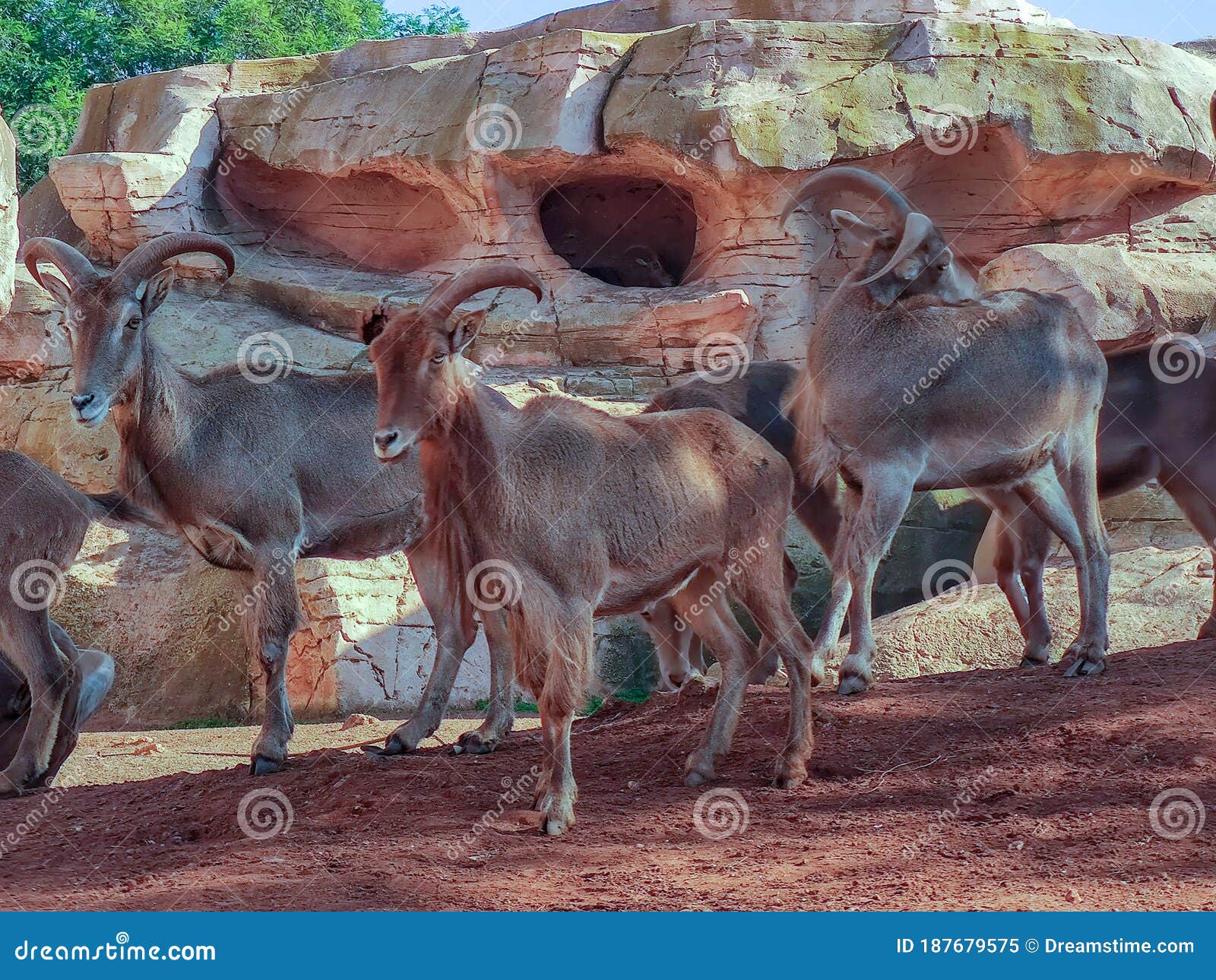 A Beautiful Group of Goats. High Quality Photo Stock Image - Image of ...