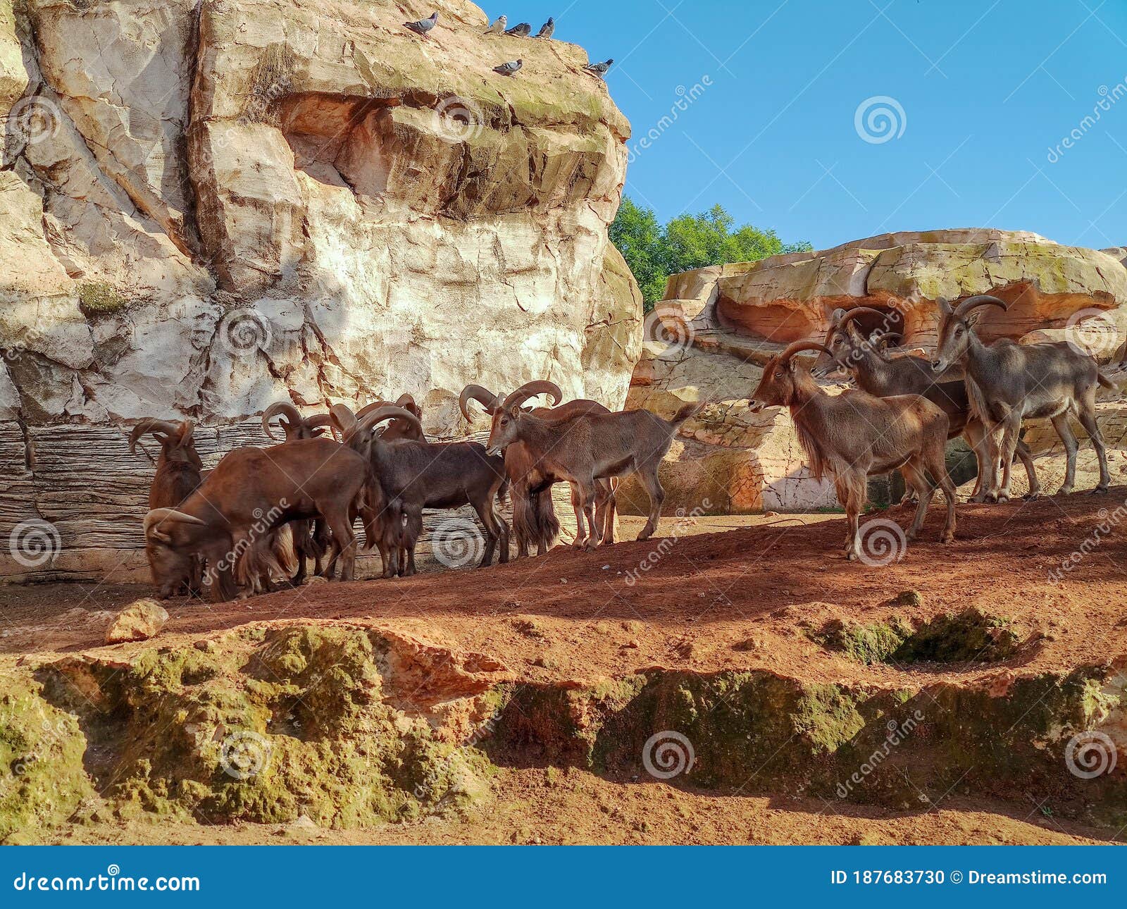 A Beautiful Group of Goats. High Quality Photo Stock Photo - Image of ...