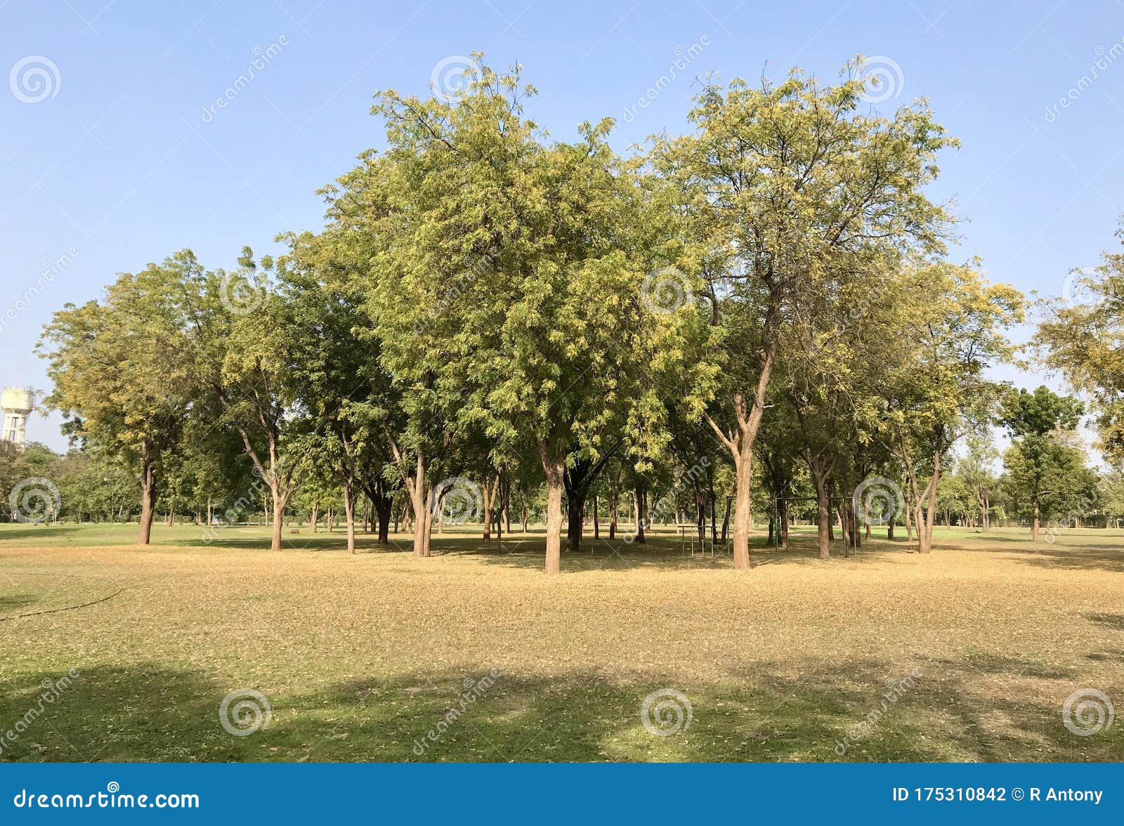 A Beautiful Group of Neem Trees Stock Photo - Image of playground ...