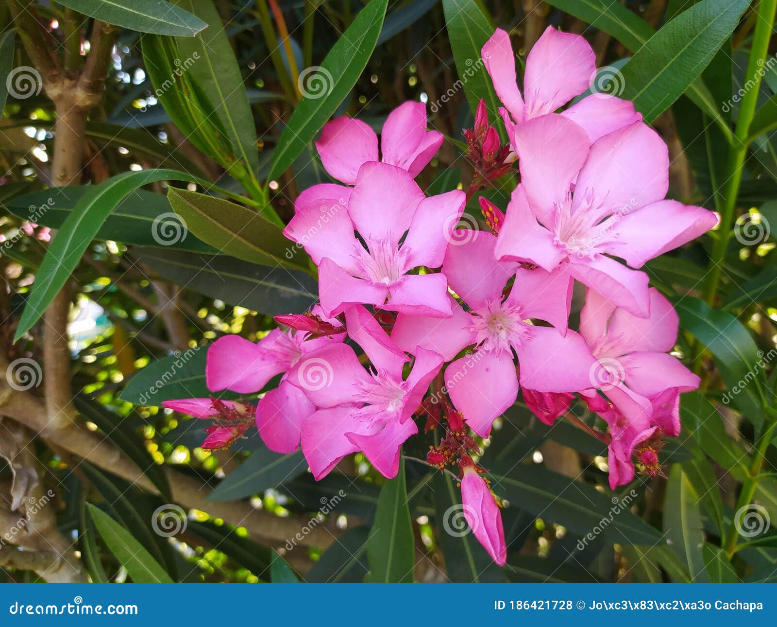 Beautiful Group of Pink Flowers on Tree Stock Photo - Image of ...