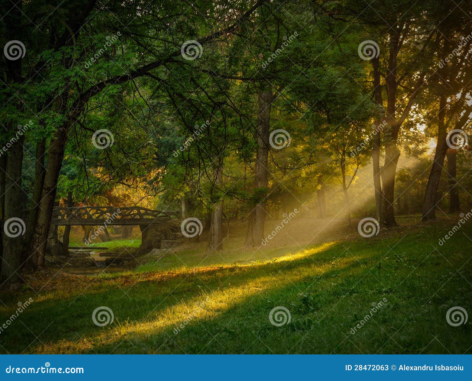 Beautiful grove stock image. Image of grove, sunrise - 28472063
