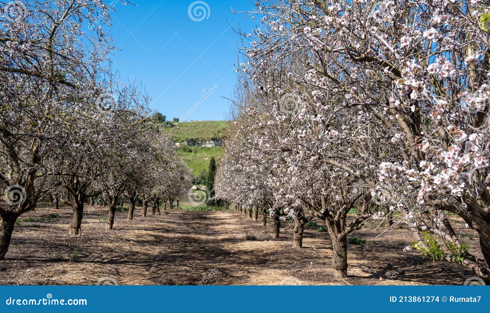 A Beautiful Grove of Blooming Almond Trees at Spring Day Stock Photo ...