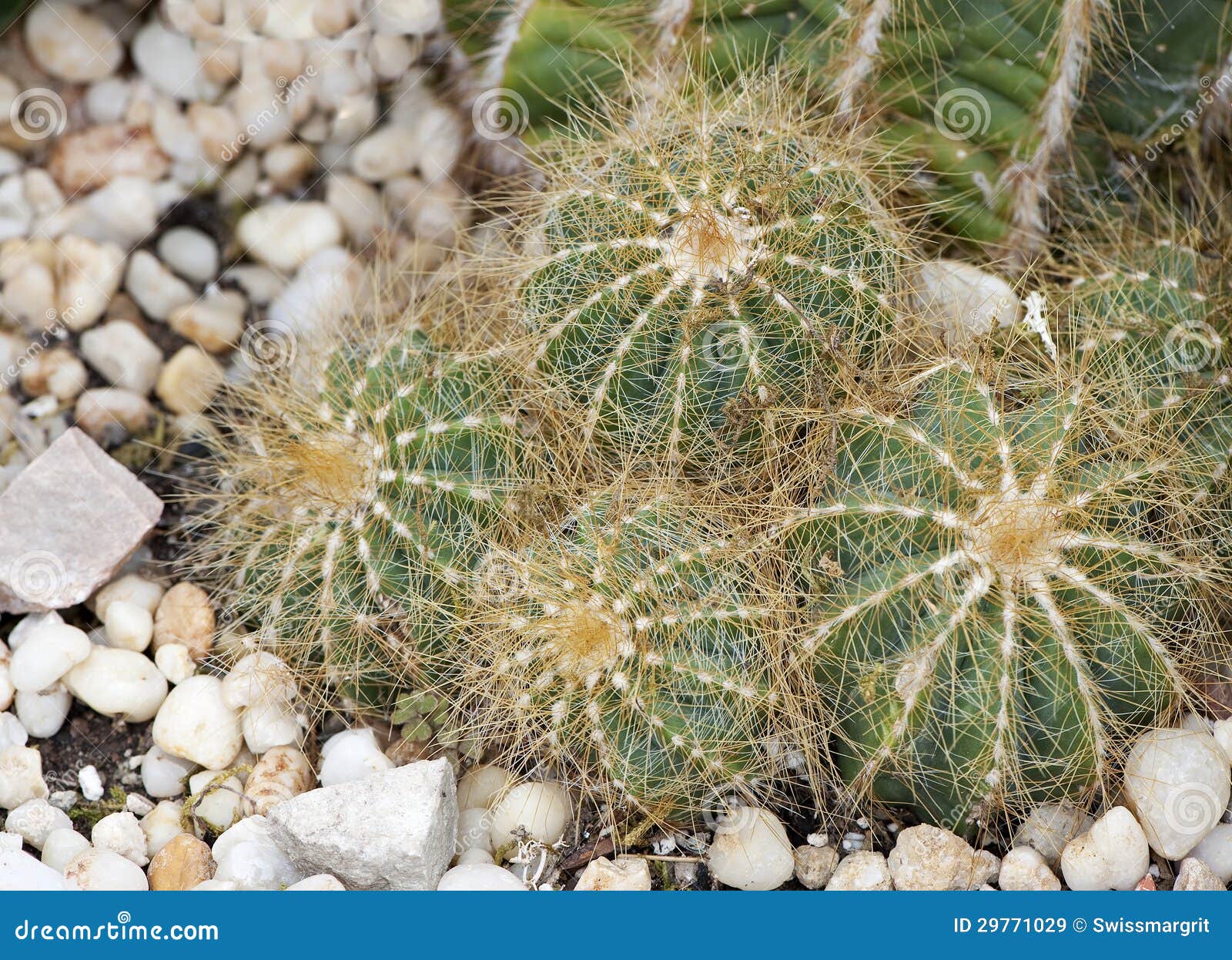 View of beautiful cacti stock image. Image of cactus - 29771029