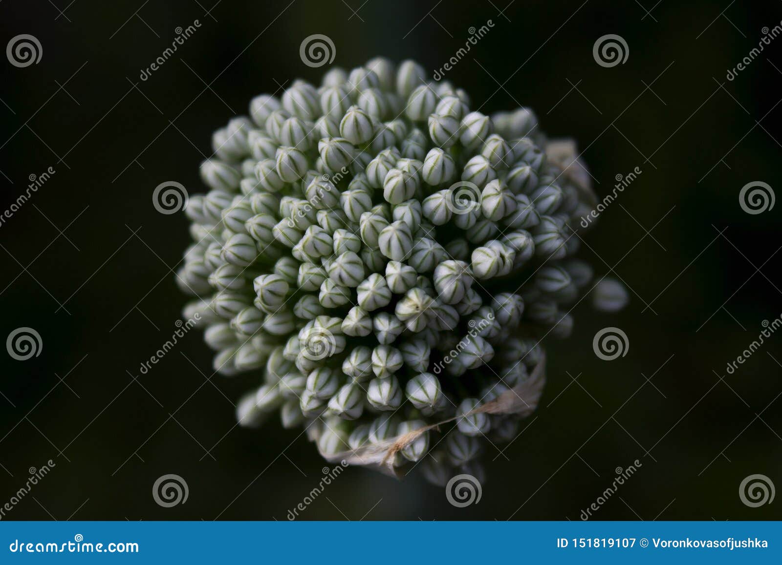 Seed head of onion macro stock image. Image of grown - 151819107