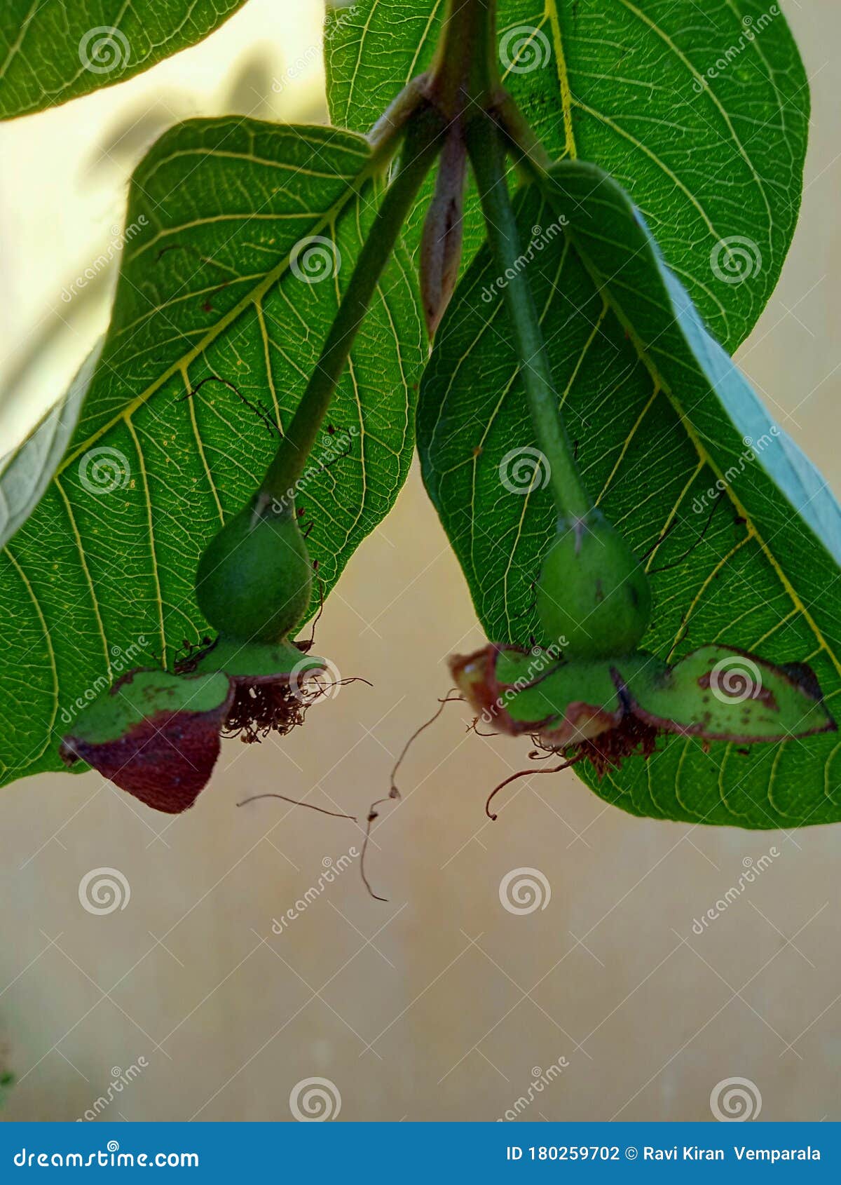 Beautiful Guava Twigs Background Stock Photo - Image of twigs ...