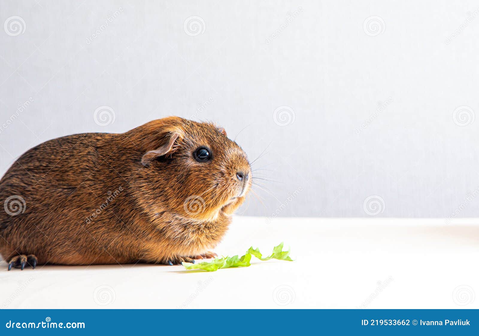 Beautiful Guinea Pig Staring at Camera and Posing. Domestic Guinea Pig ...