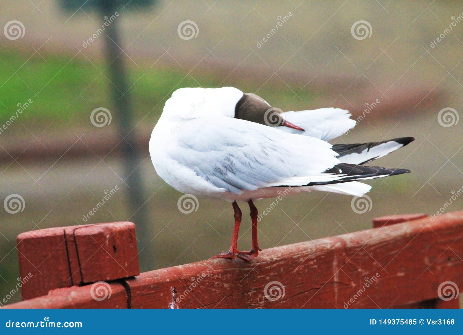 A Beautiful Gull is Sleeping and Its Feathers are Swaying in the Wind ...