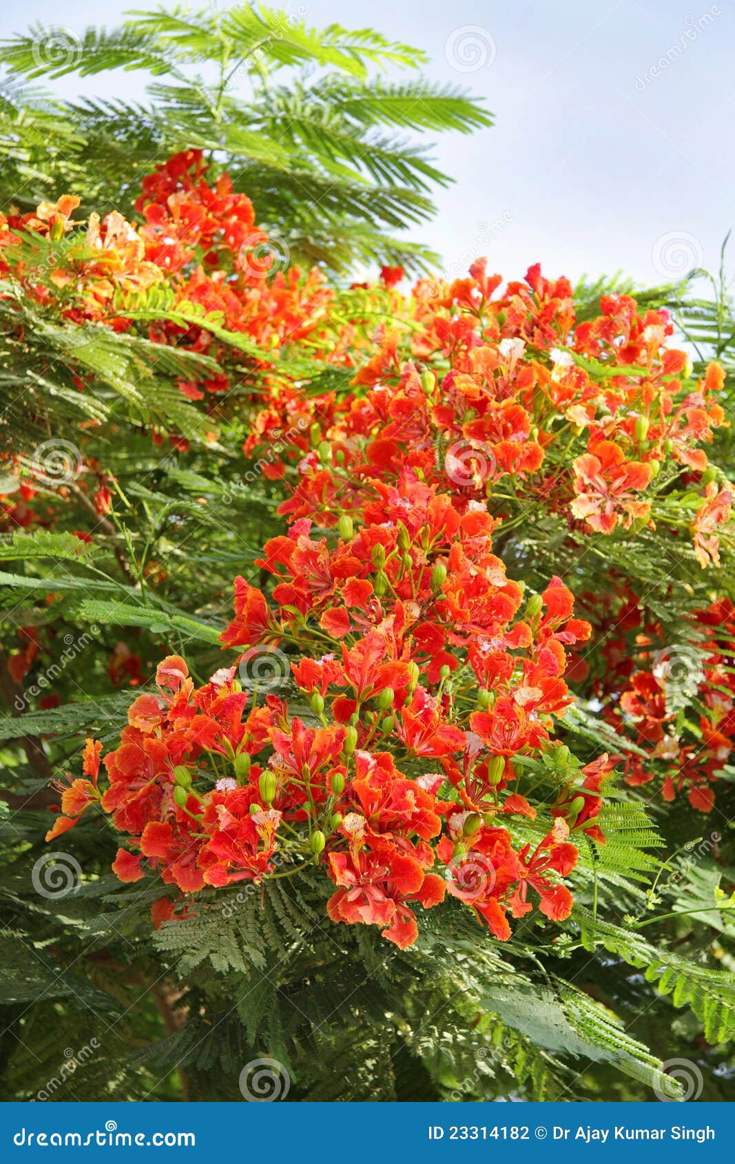 Beautiful Gulmohar flowers stock photo. Image of fabales - 23314182