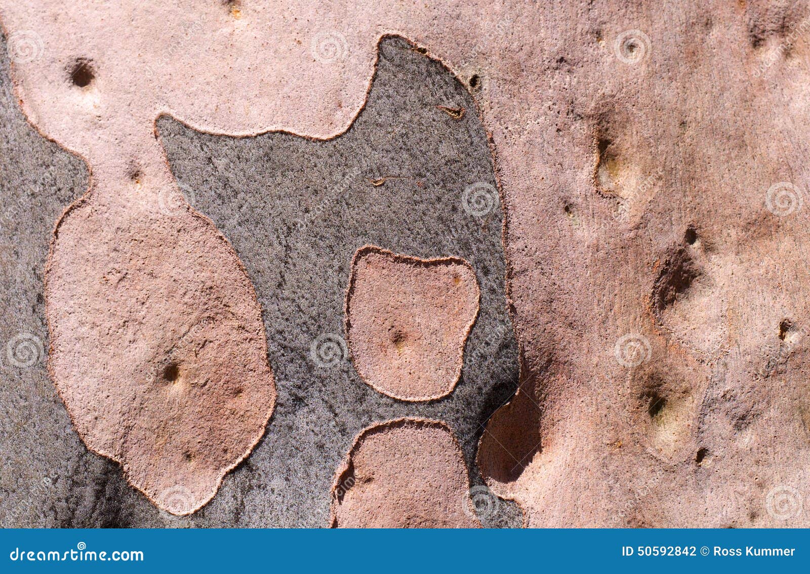 Beautiful Gum Tree Bark Patterns Stock Photo - Image of knotted ...
