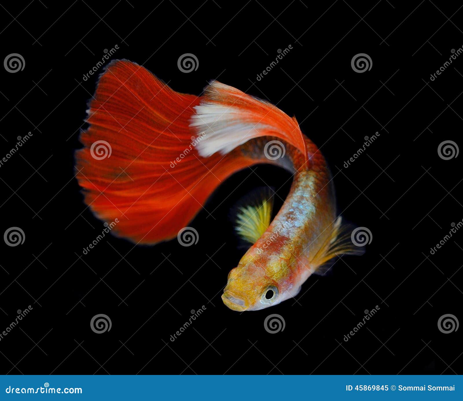 Beautiful Guppy on Black Background Stock Image - Image of male, vivid ...