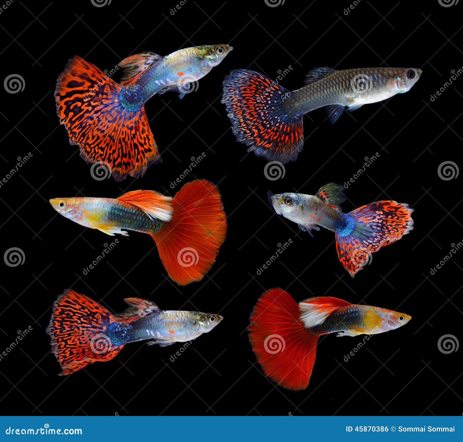 Beautiful Guppy on Black Background Stock Photo - Image of fashion ...