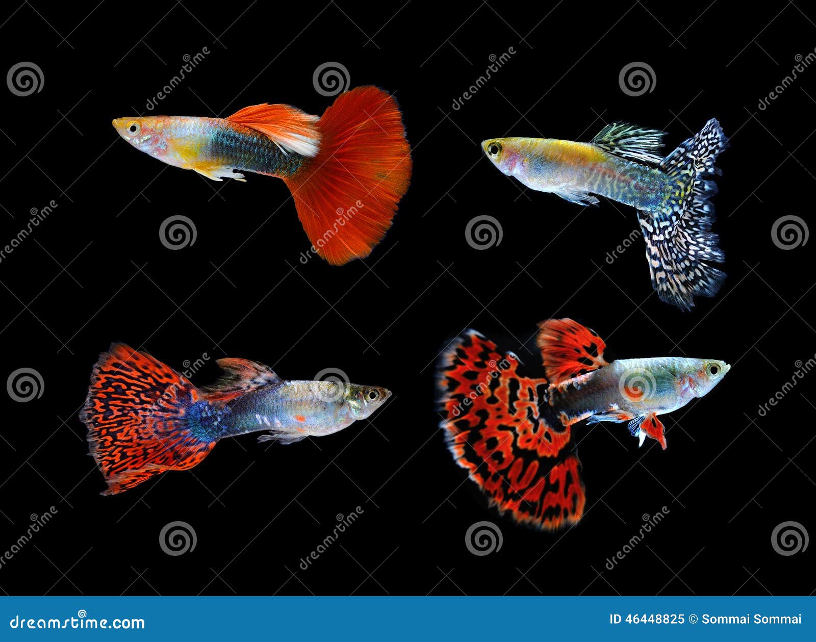 Beautiful Guppy on Black Background Stock Image - Image of aquatic ...