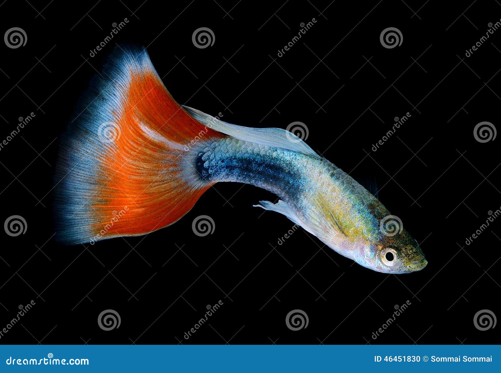 Beautiful Guppy on Black Background Stock Photo - Image of lace ...